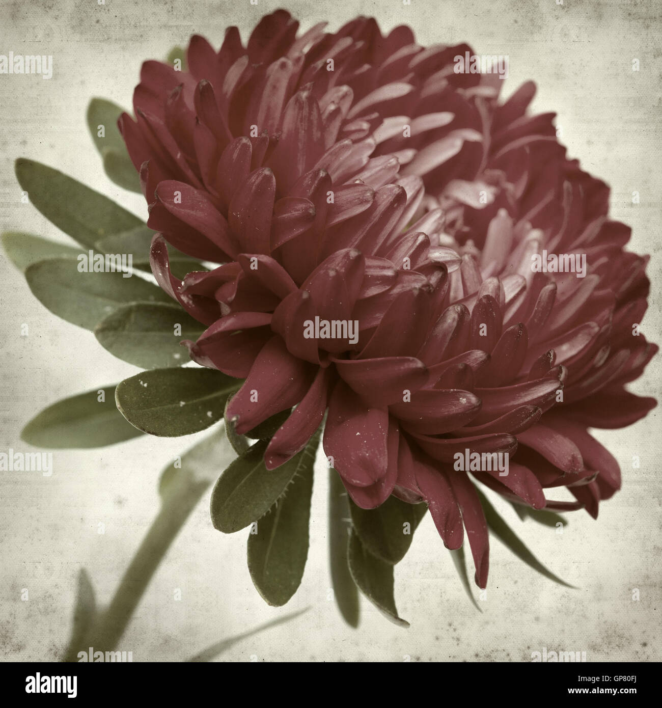 textured old paper background with dark pink aster flowers Stock Photo ...