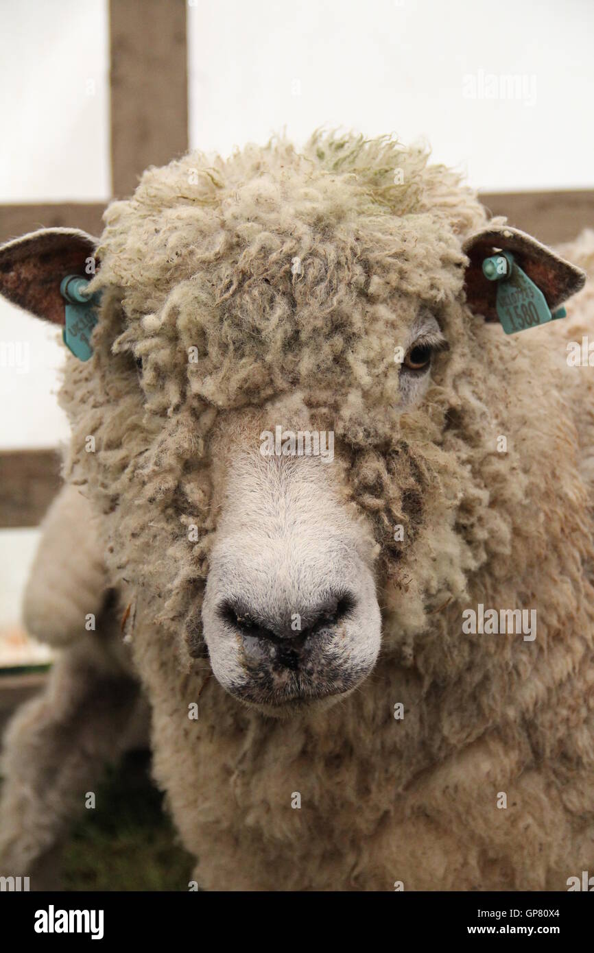 Show Animal Farm Sheep High Resolution Stock Photography and Images - Alamy