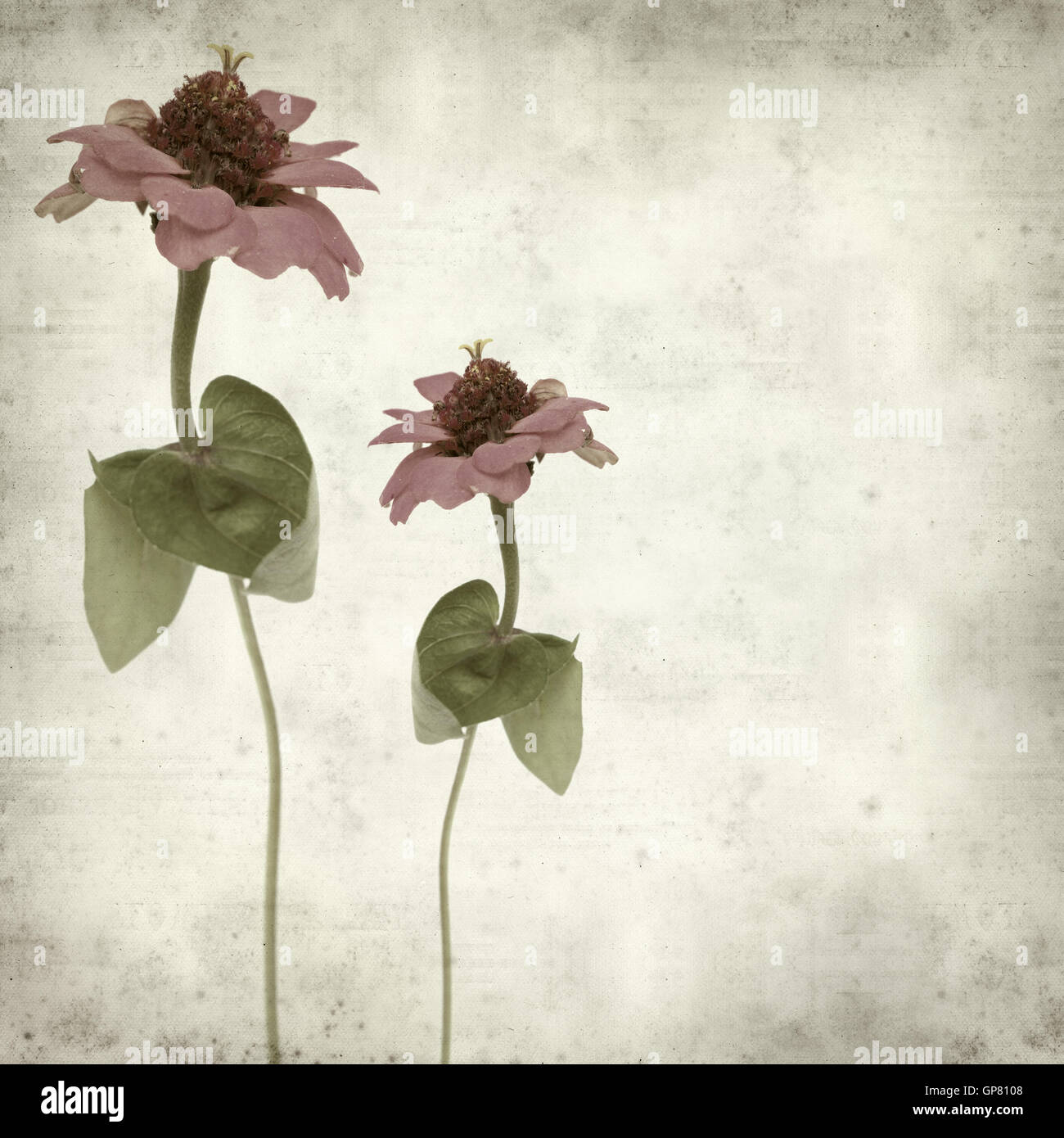 textured old paper background with pink zinnia flowers Stock Photo - Alamy