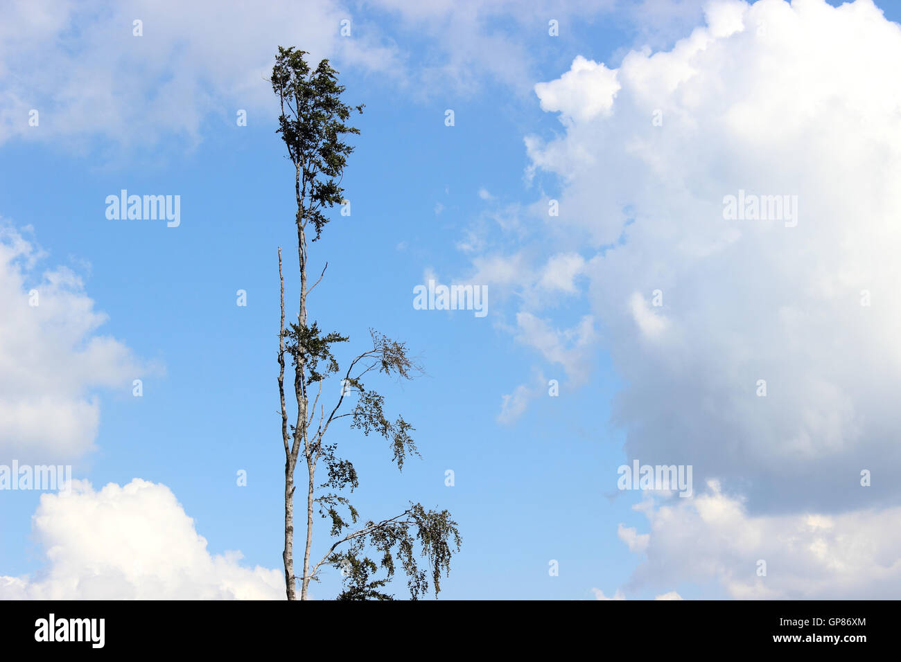 Tall Thin Tree Stock Photos & Tall Thin Tree Stock Images - Alamy