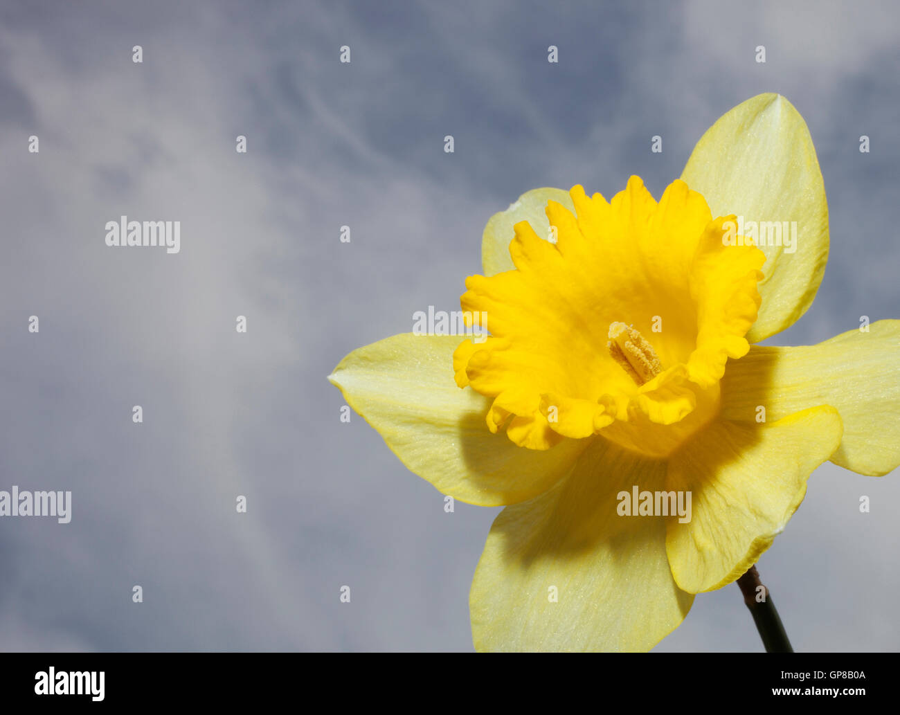 Big yellow daffodil flower with the sky and clouds as a background ...