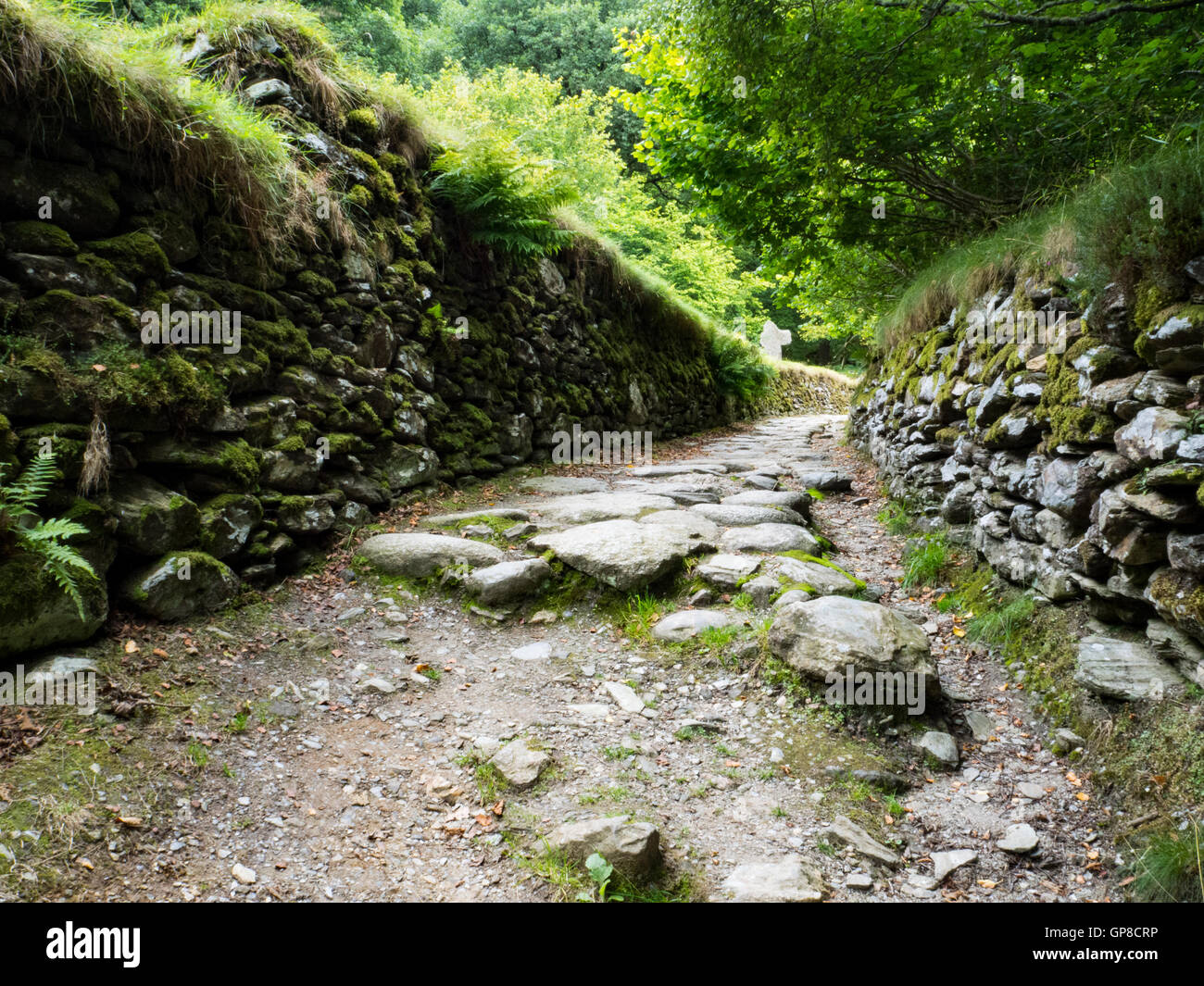 An Irish laneway, ancient stone cobbles and fern-covered walls leading ...