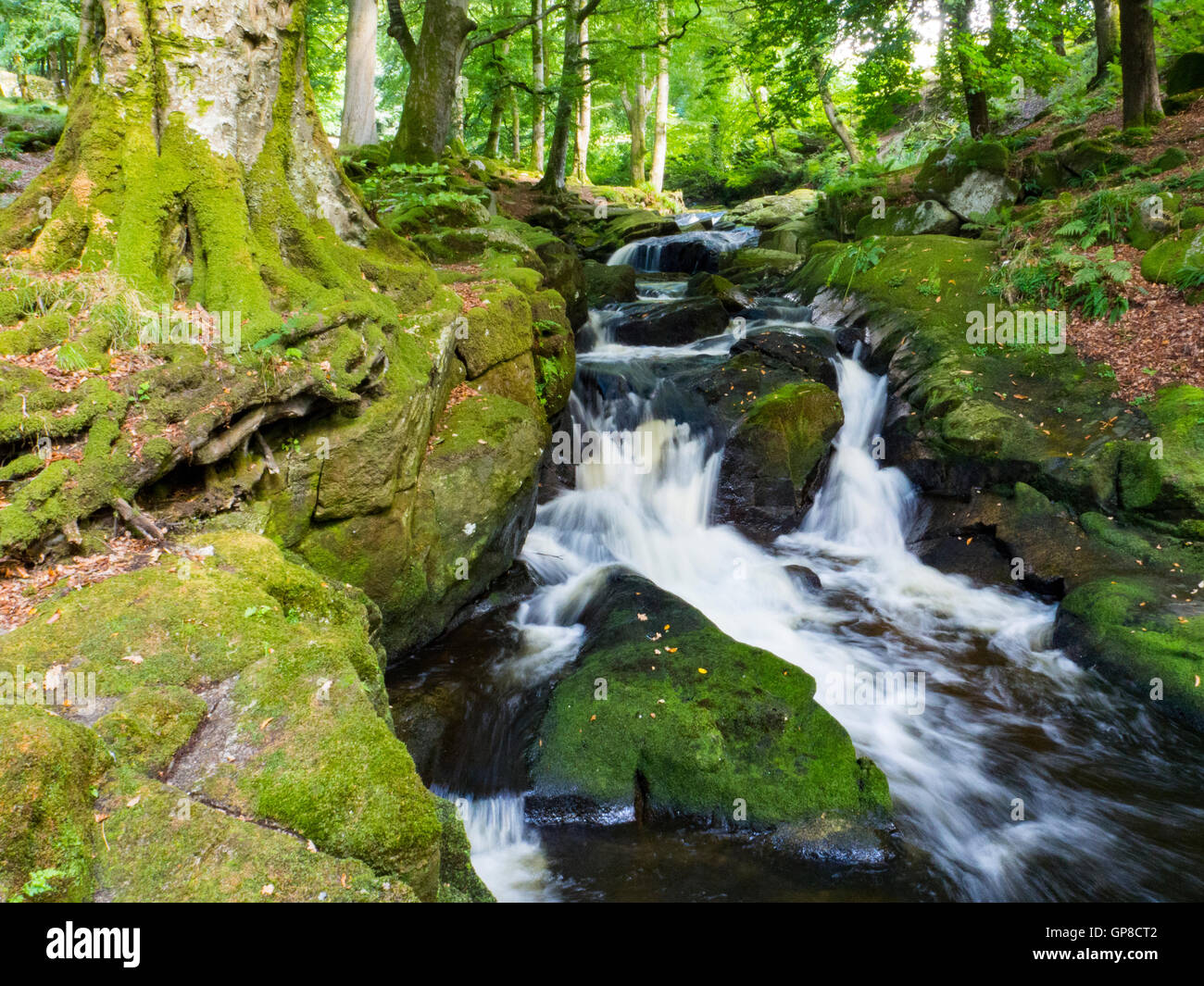 A woodland stream in County Wicklow, Ireland Stock Photo - Alamy