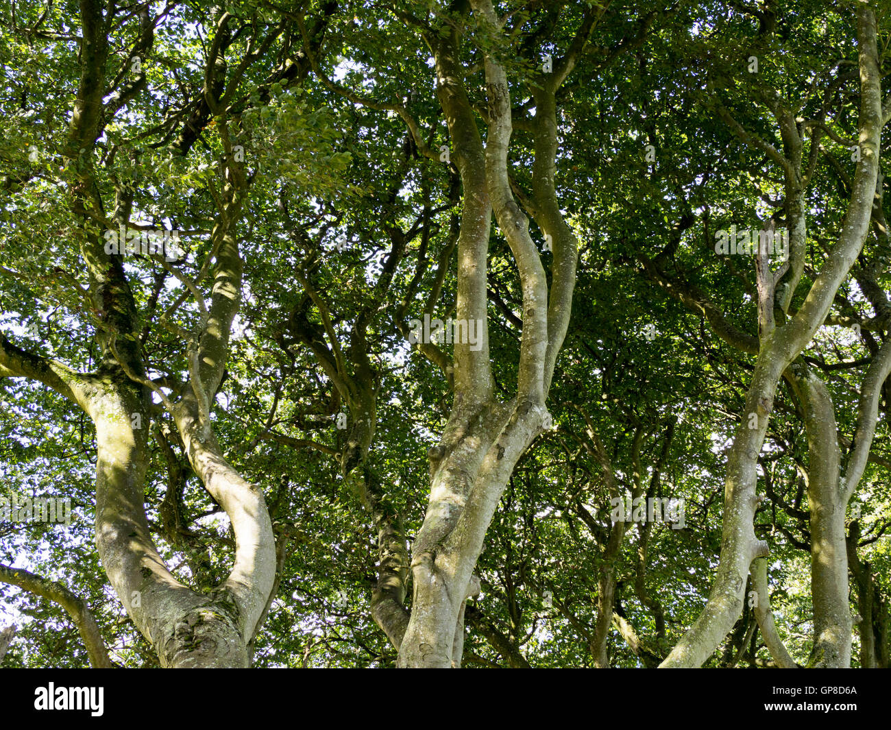 Dappled sunlight in trees Stock Photo - Alamy