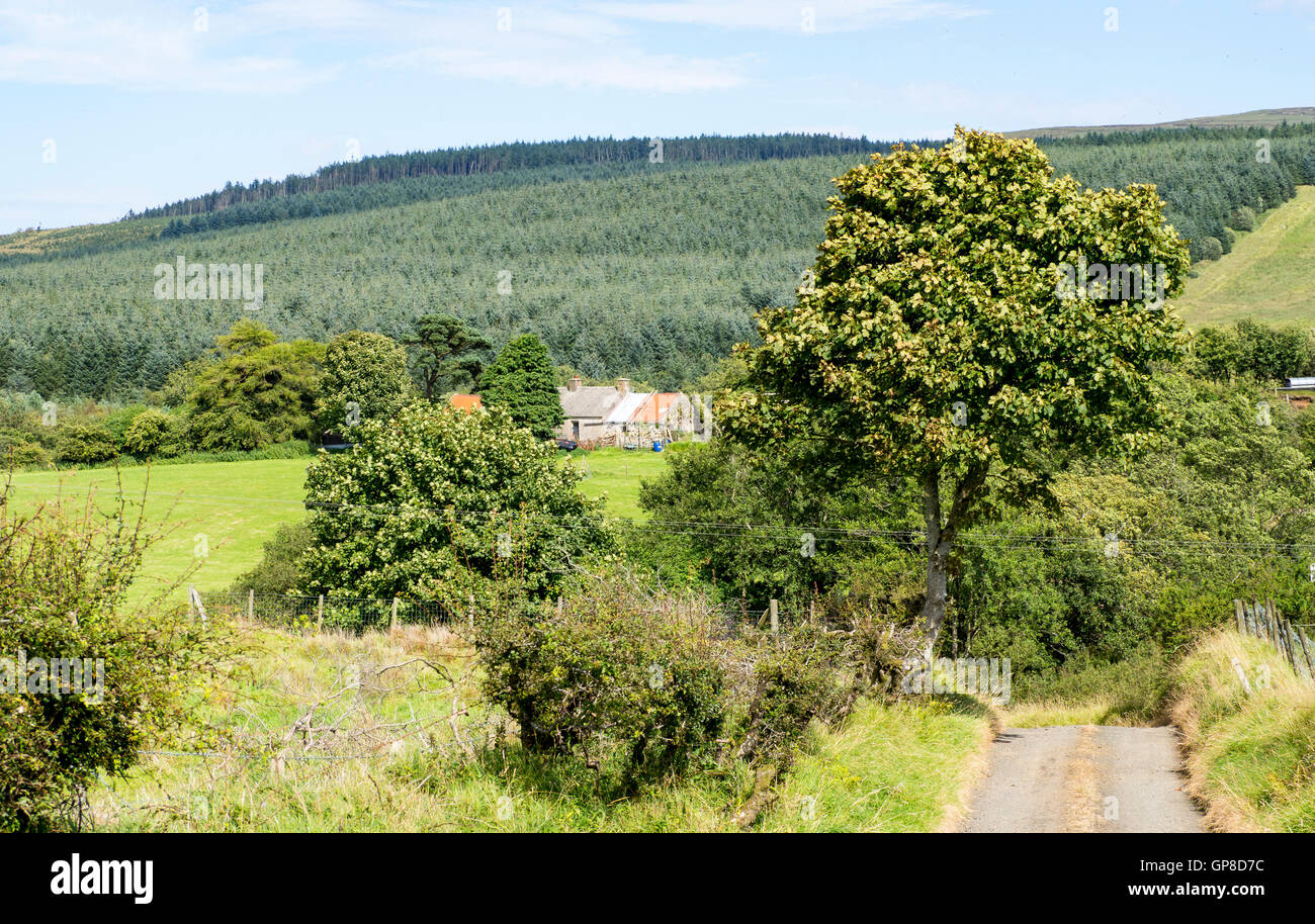 Traditional farmstead in the Irish landscape with laneway and trees ...