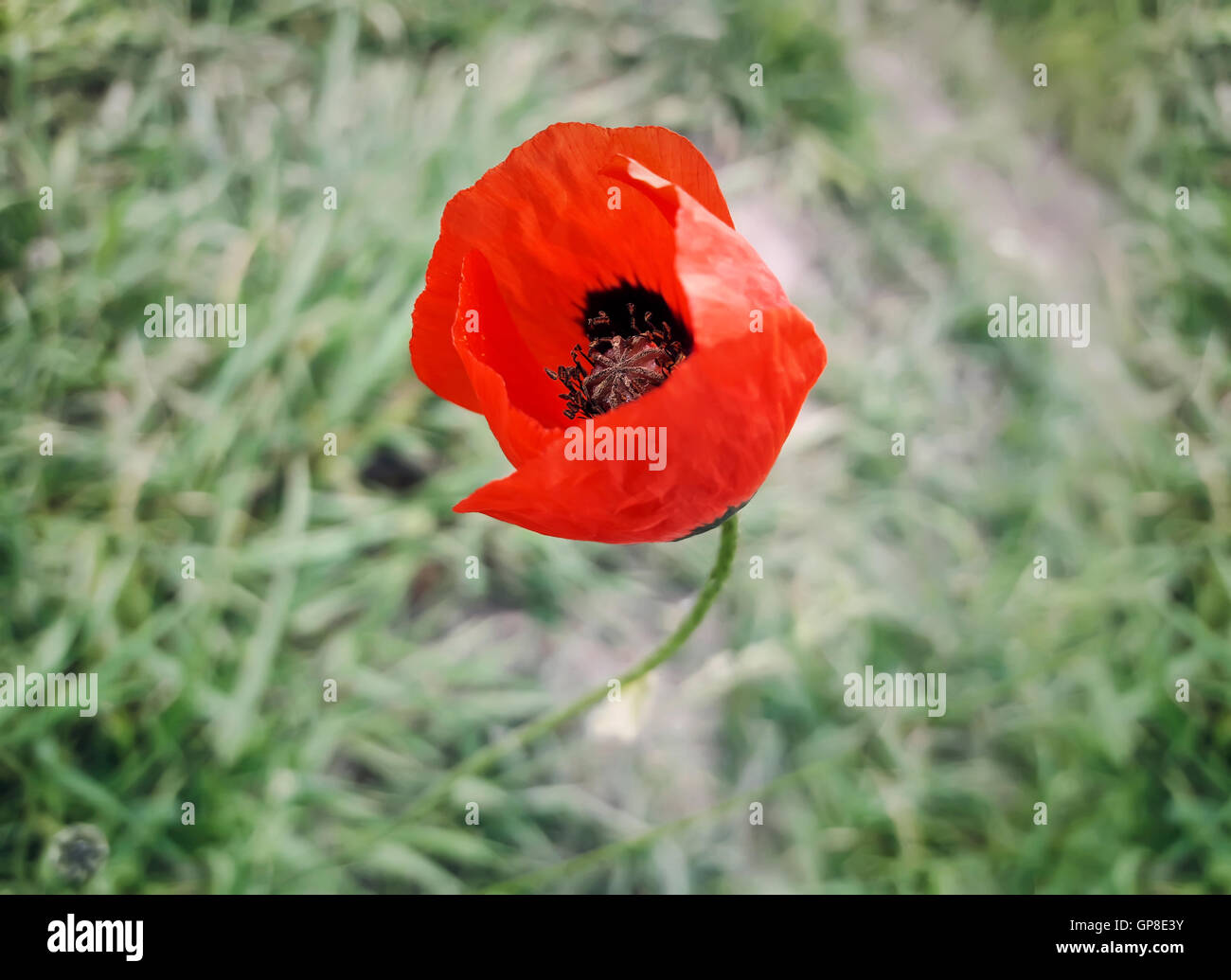 Single, red poppy flower in the field Stock Photo - Alamy