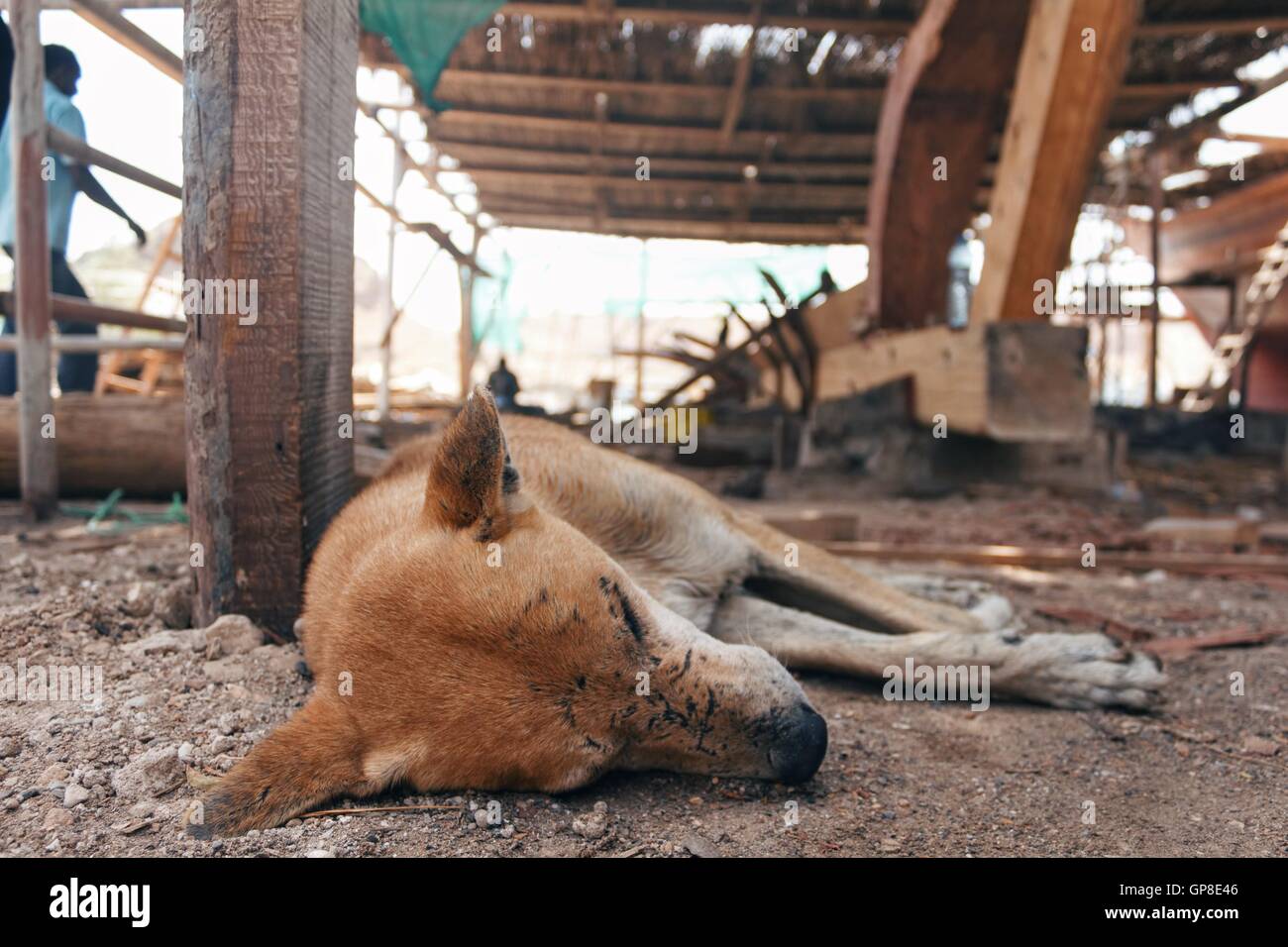 THE OMANI DOG Stock Photo - Alamy