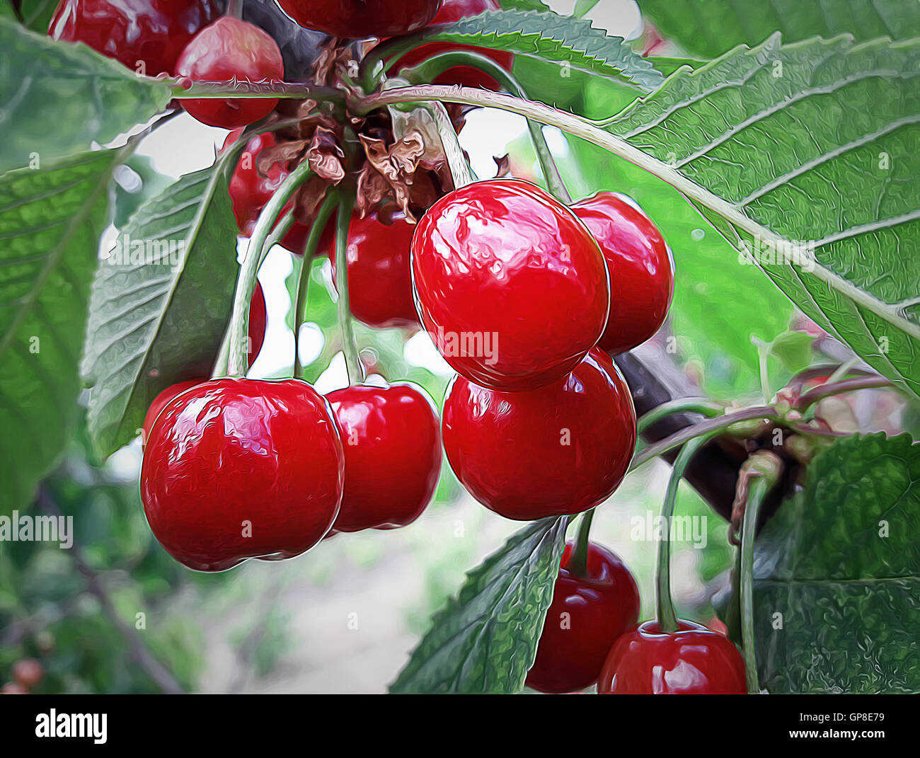 Illustration of red and sweet cherry fruits on a branch just before ...