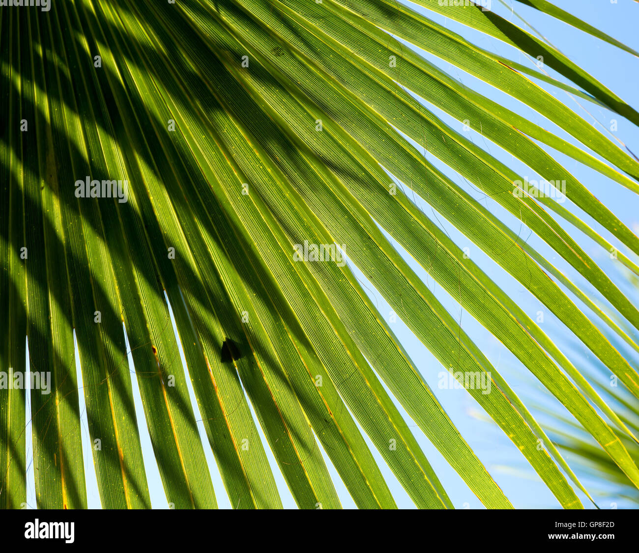 Palm frond texture hi-res stock photography and images - Alamy