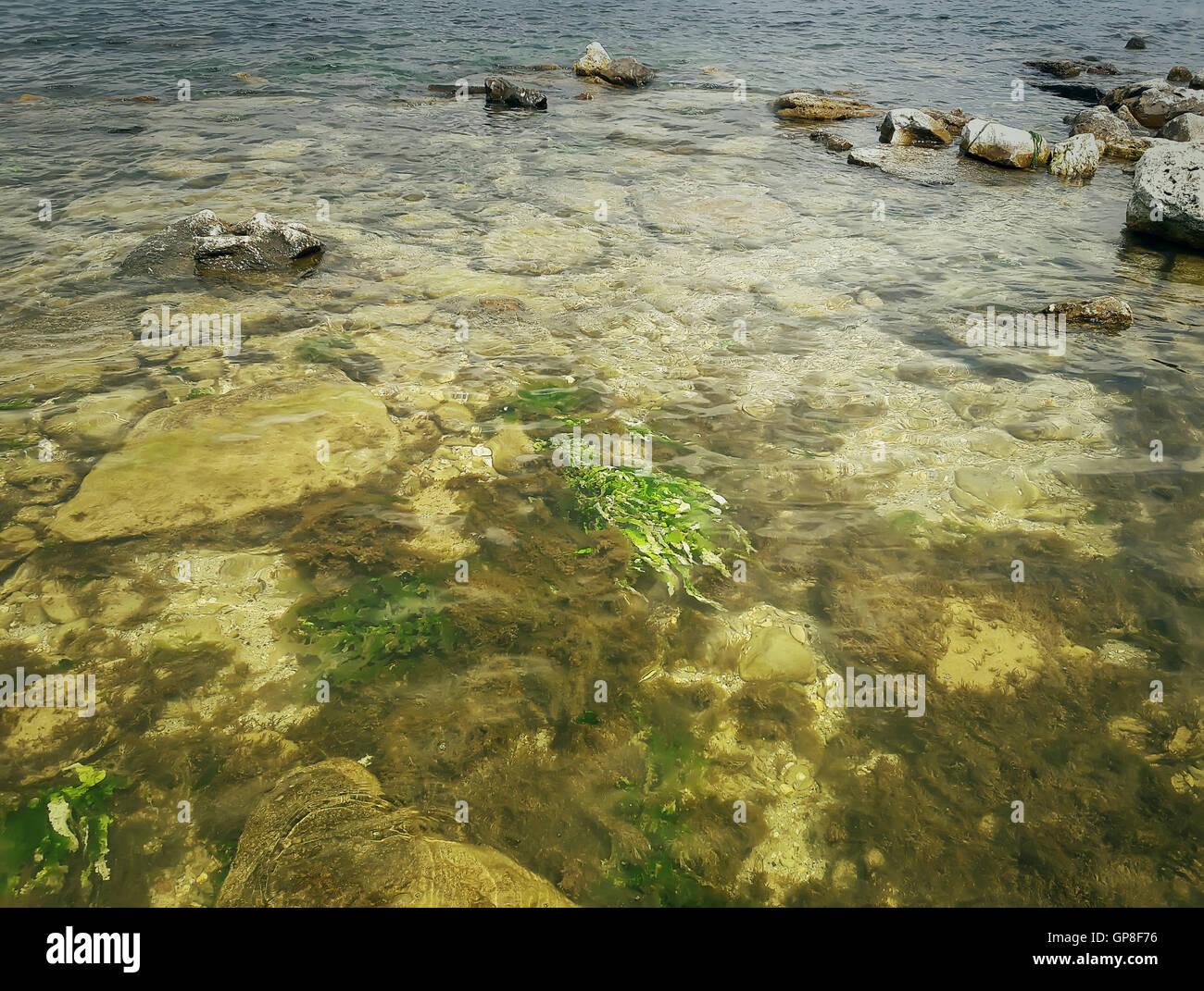 Underwater texture of a rocky seafloor with stone pieces and seaweed ...