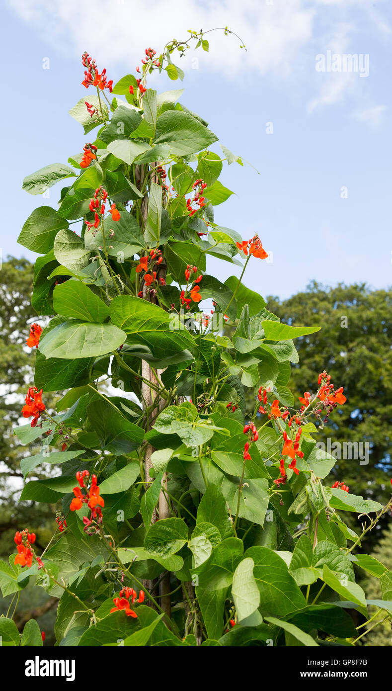 Runner bean plant Stock Photo - Alamy