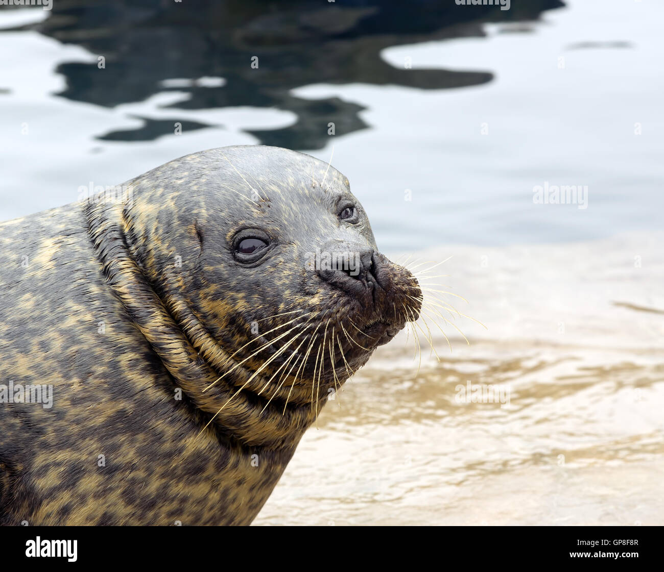 Seal head shot hi-res stock photography and images - Alamy