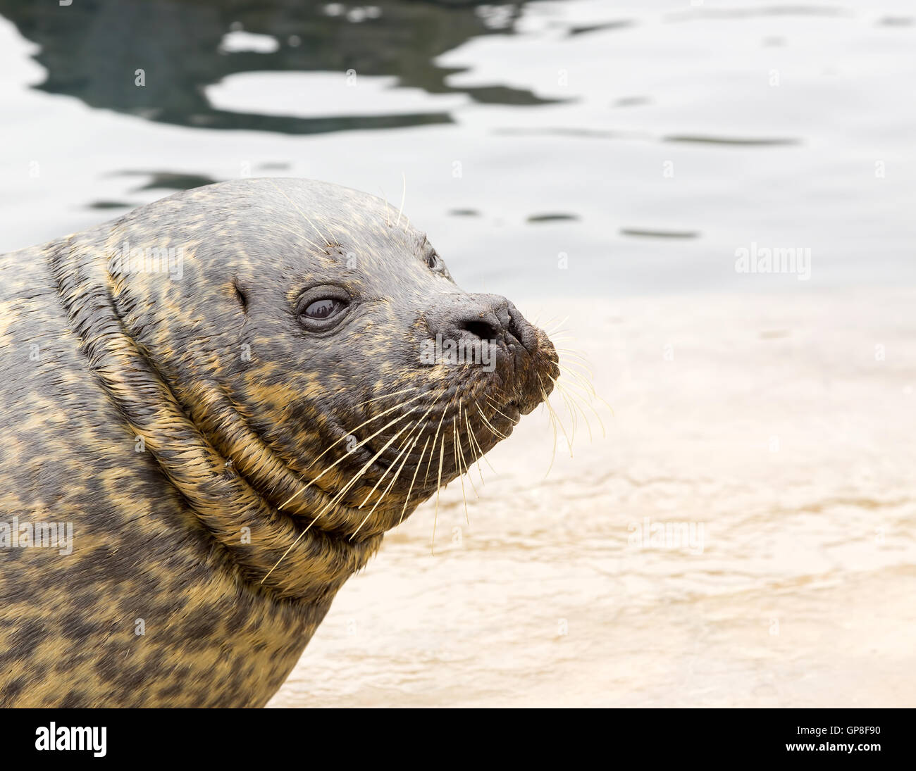 Seal sea hi-res stock photography and images - Alamy