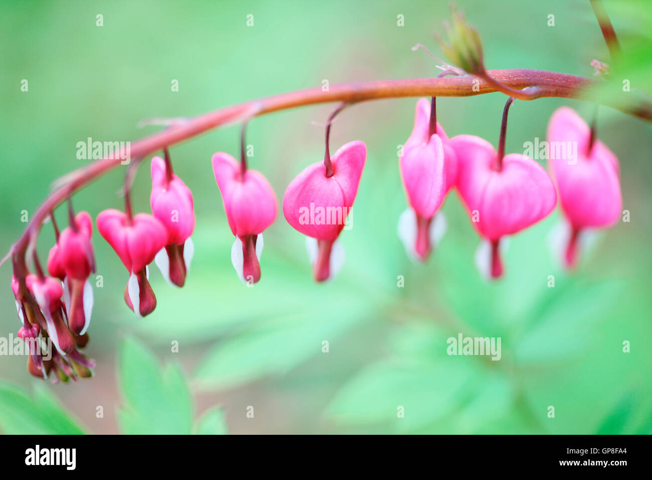 Wonderful Pink Floral Bleeding Heart Stem in Spring Flowering Through ...