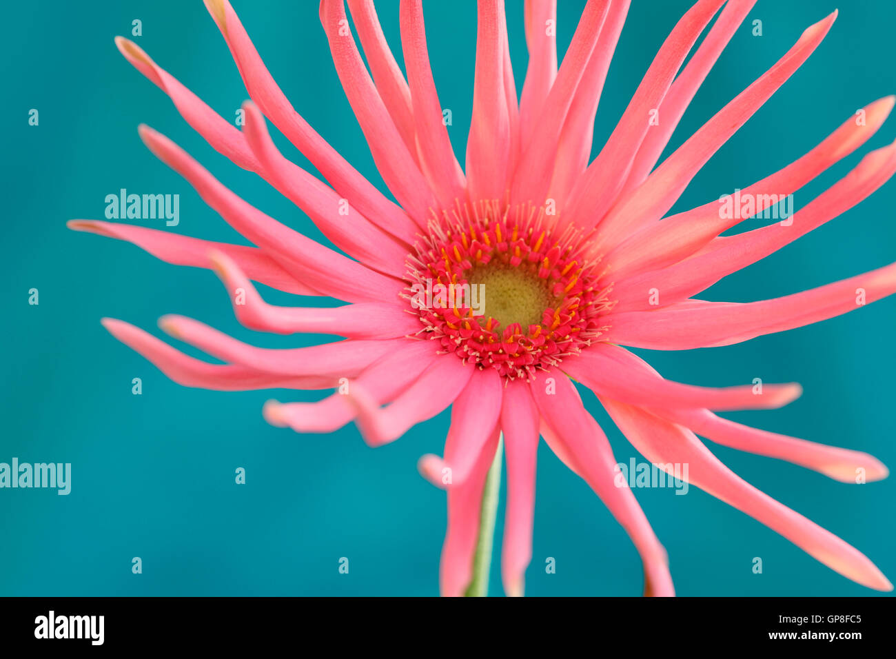 vibrant and fun loving pink spider gerbera Jane Ann Butler Photography ...