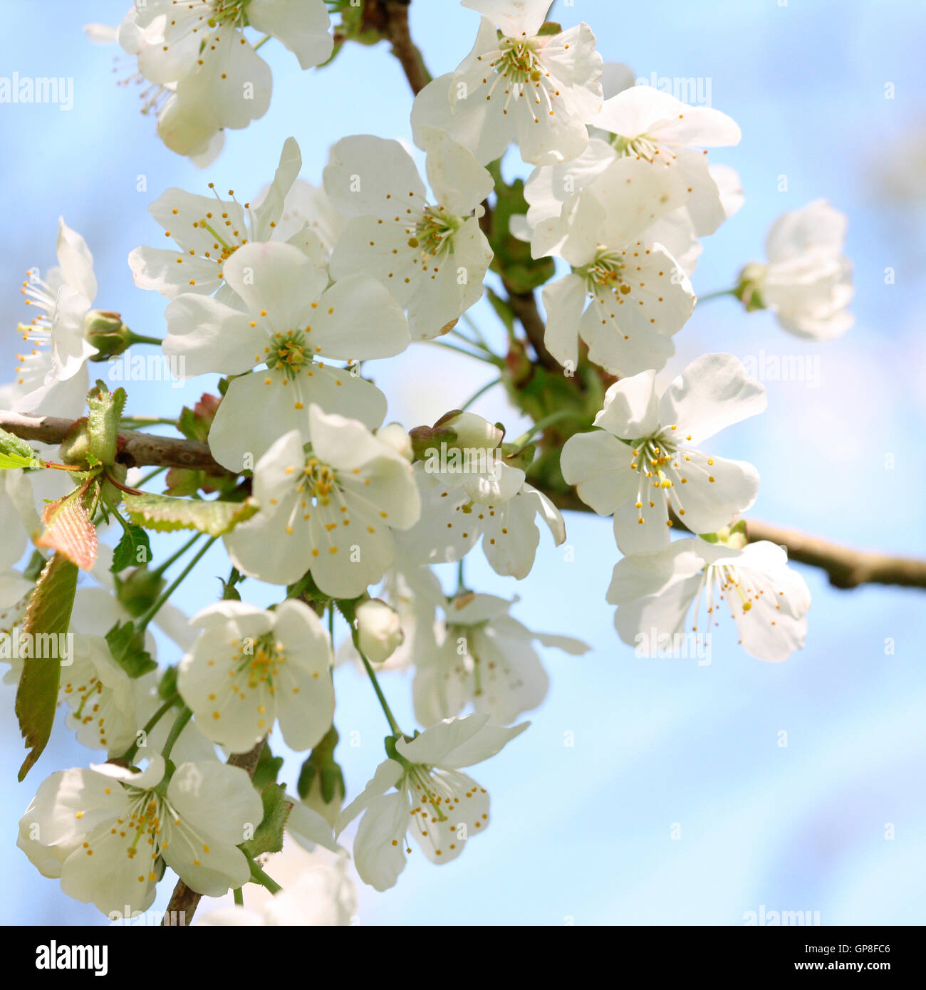 Prunus avium hi-res stock photography and images - Alamy
