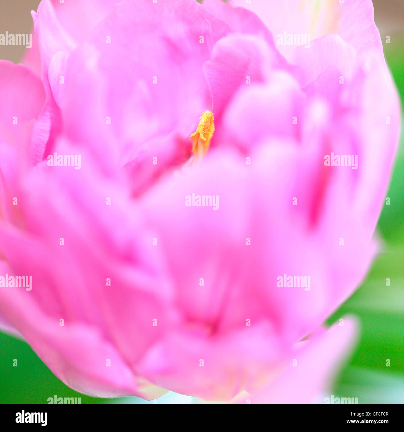 pretty and charming pink tulip Jane Ann Butler Photography JABP717 ...