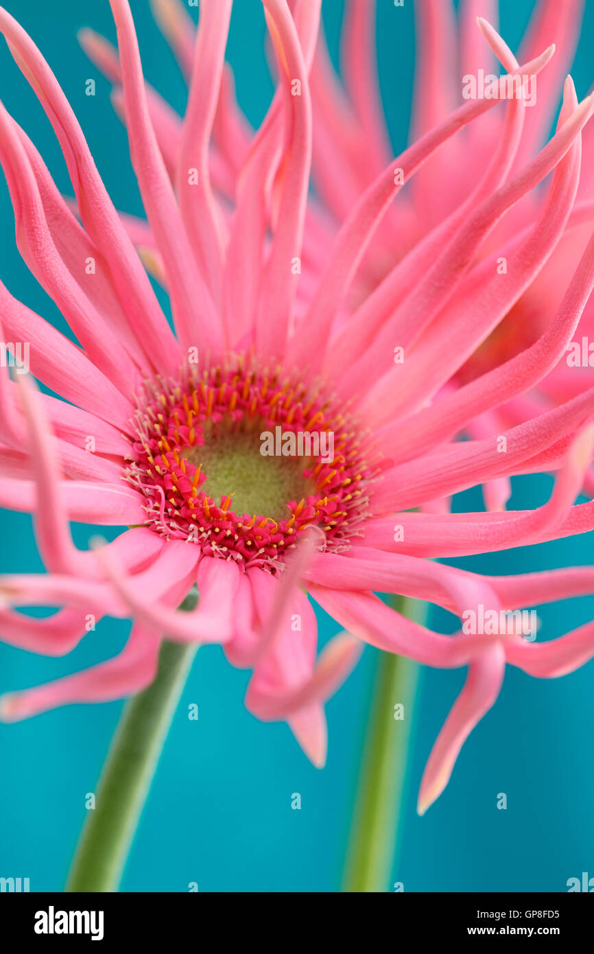 vibrant and fun loving pink spider gerberas Jane Ann Butler Photography ...