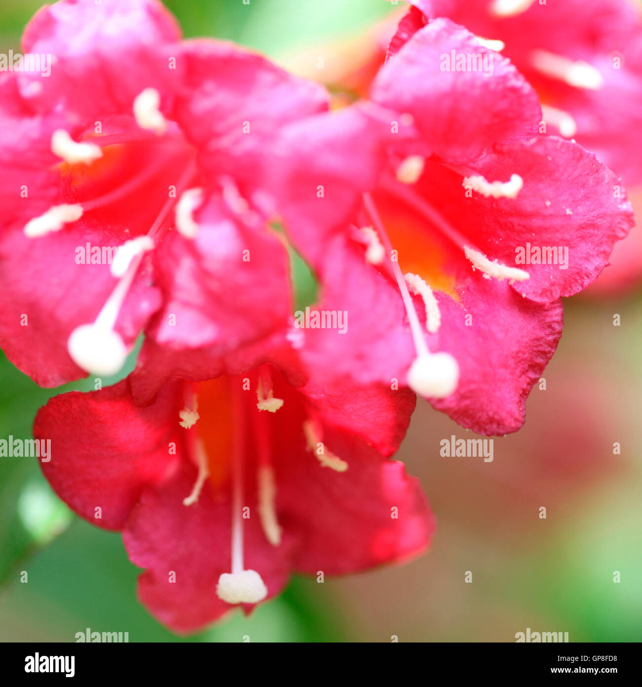 Gorgeous Red Weigela Flowers Jane Ann Butler Photography JABP809 Stock ...