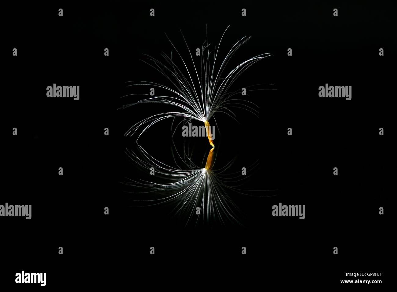 Seed bulls hi-res stock photography and images - Alamy