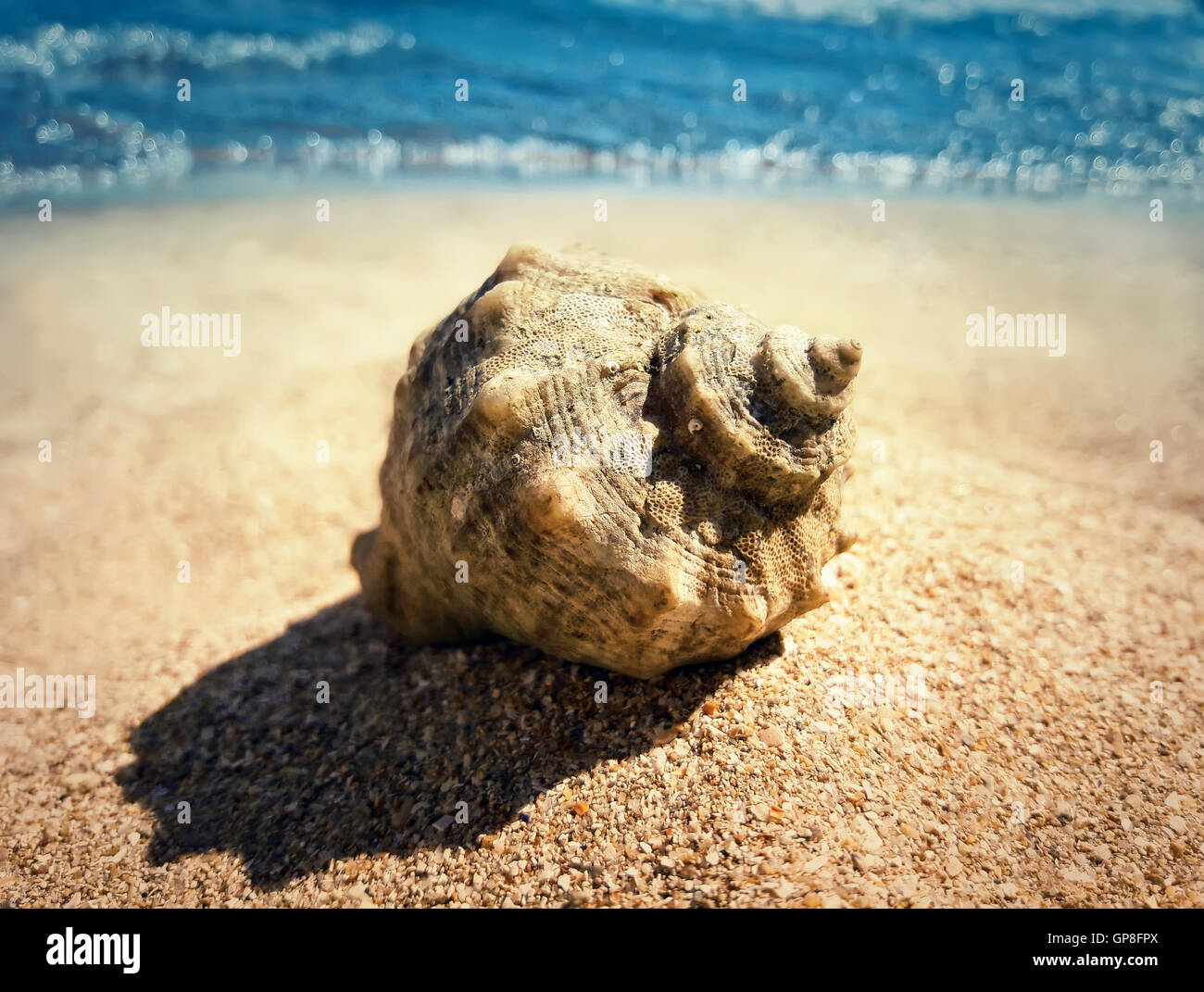Whelk shell standing in the golden beach sand . Summer vacation ...
