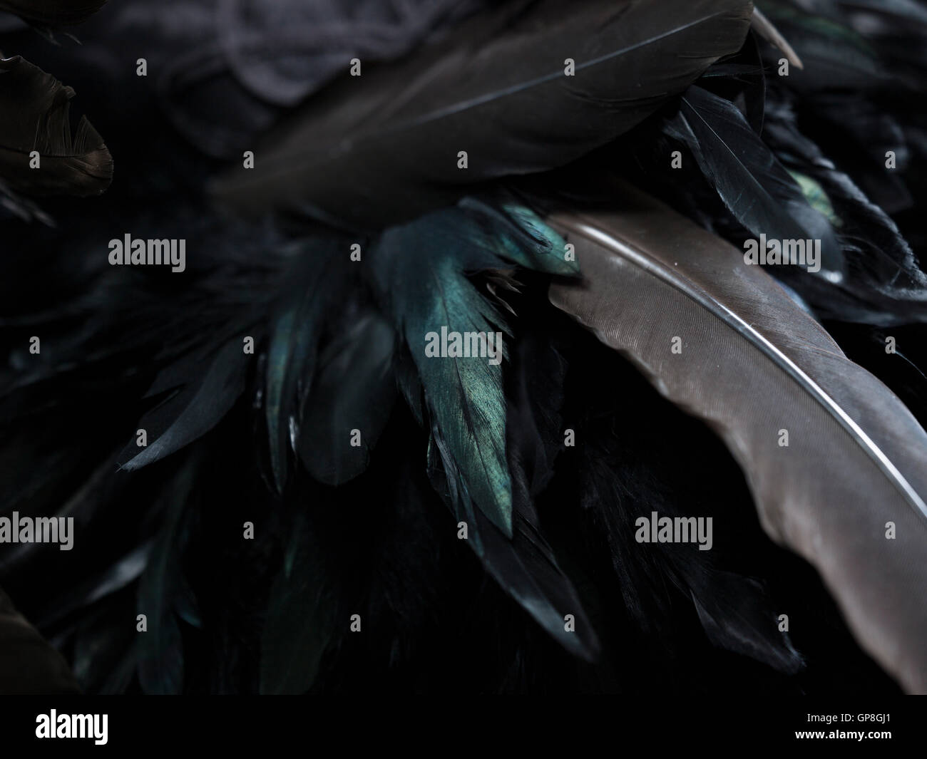 detailed feather collage for a fauna composition Stock Photo - Alamy