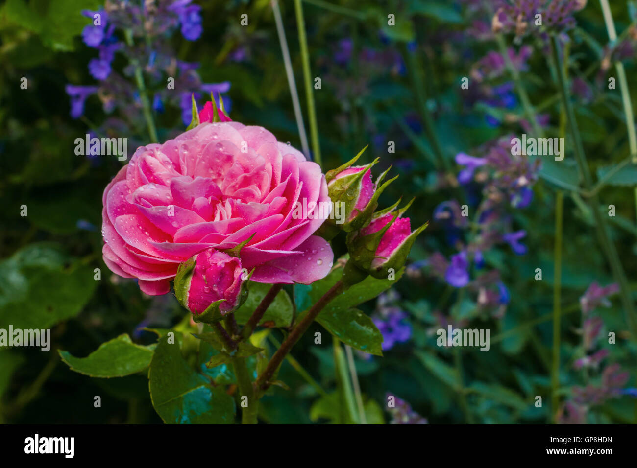 Pink rose flower with drops of rain in garden. Green plants and ...
