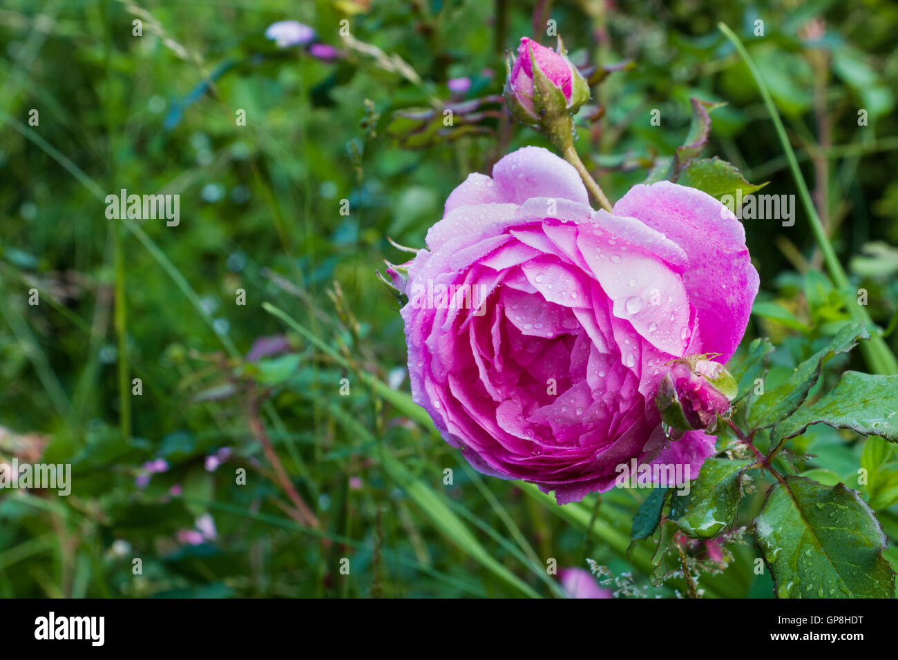 Big pink rose flower with drops of rain in garden. Green plants as ...