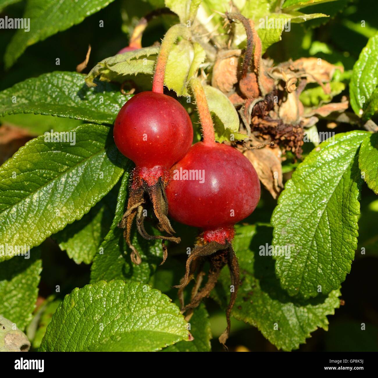 Rose haw hi-res stock photography and images - Alamy