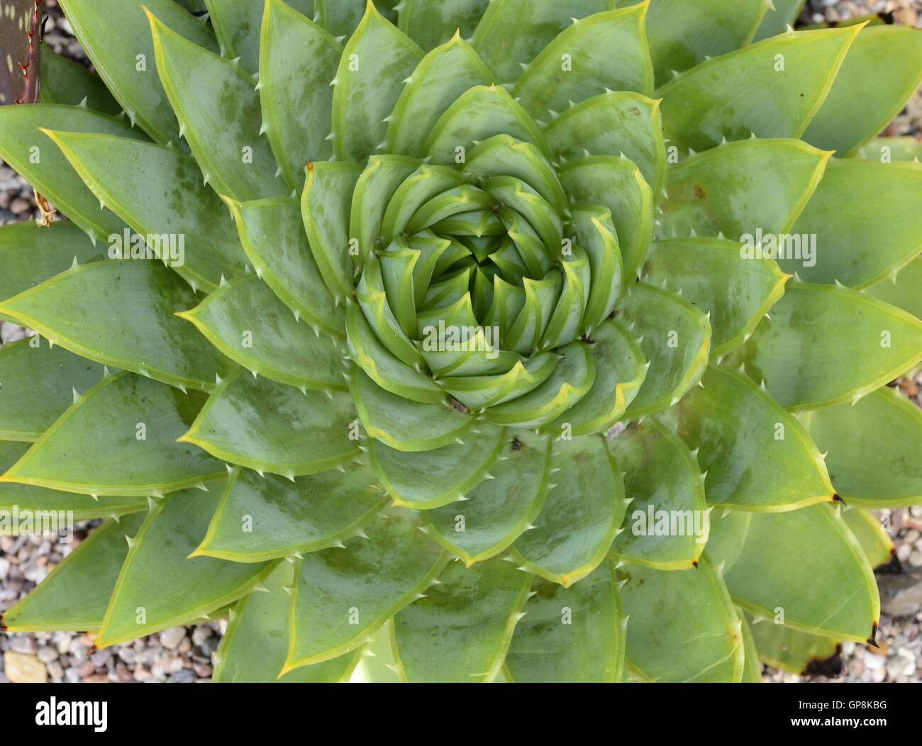 Spiral aloe plant hi-res stock photography and images - Alamy