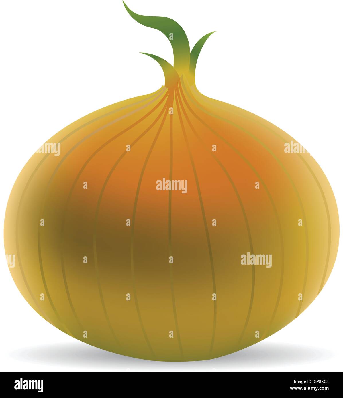 Onion gourmet Stock Vector Images - Alamy