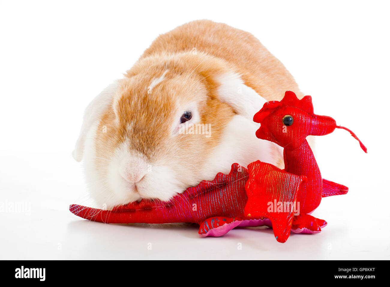 Wo eared bunny in white background studio play with red dragon toy ...