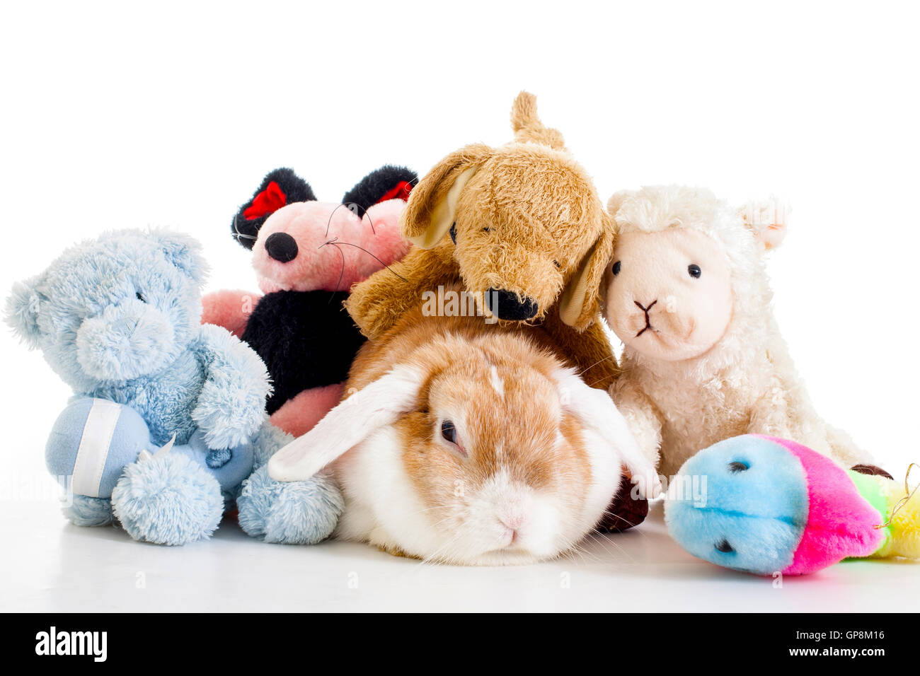 Bunny ear sheep hi-res stock photography and images - Alamy