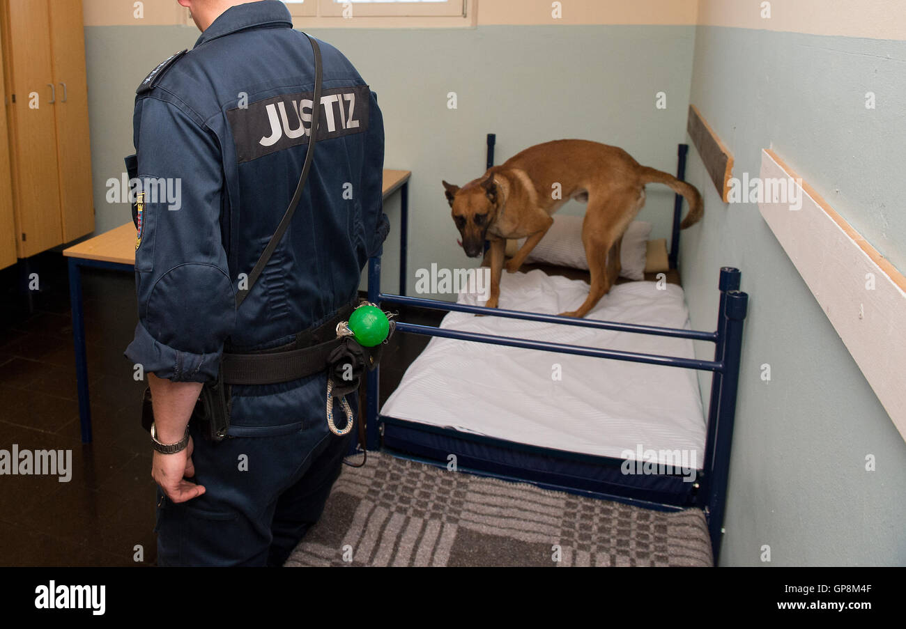 Cell Phone Sniffing Dogs