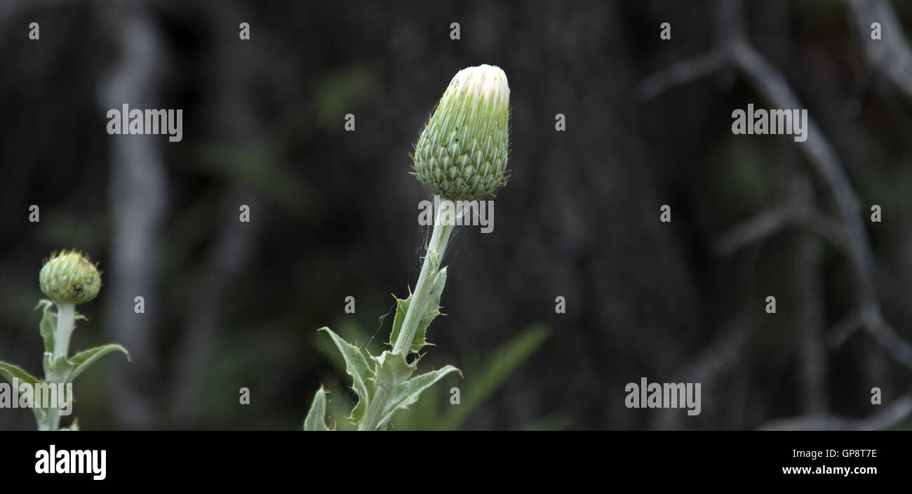 Wichita plant hi-res stock photography and images - Alamy
