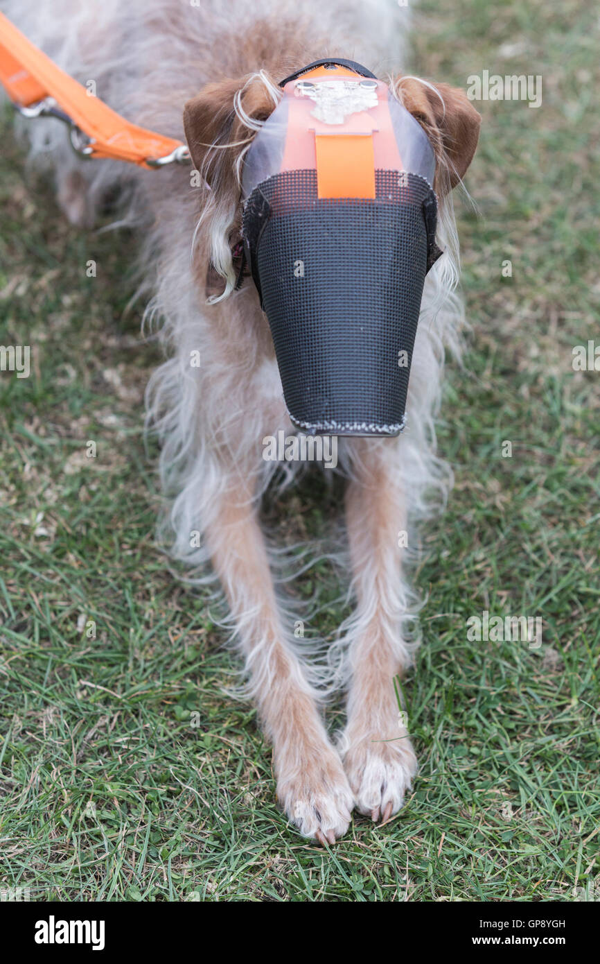 Light sensitivity hi-res stock photography and images - Alamy