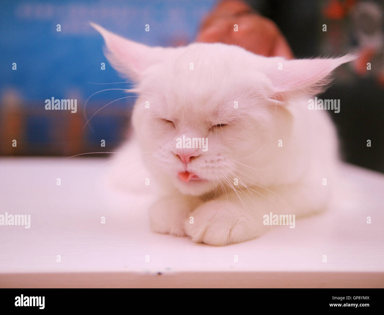 Chengdu. 3rd Sep, 2016. Photo taken on Sept. 3, 2016 shows a Maine Coon ...