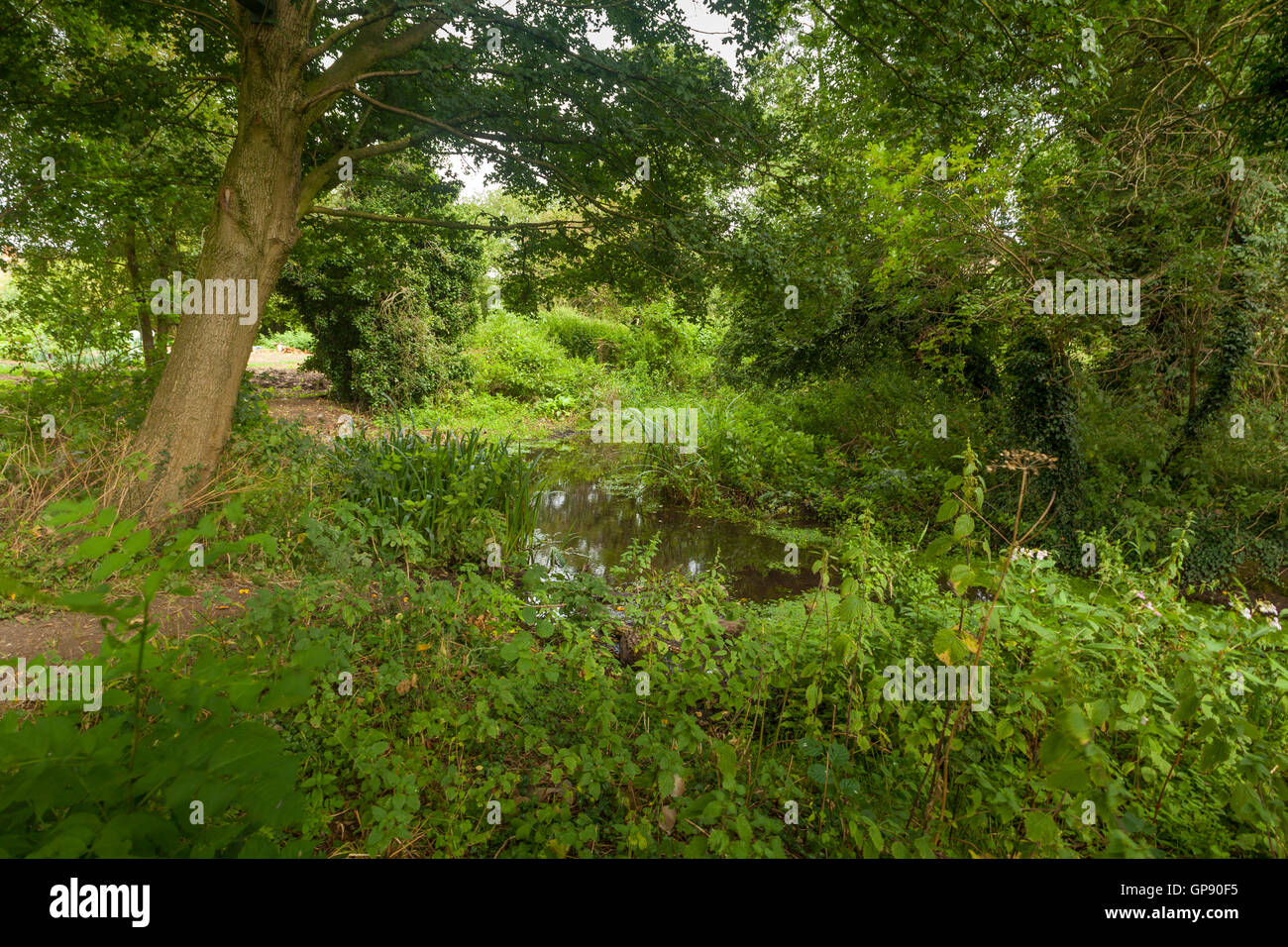 River lea at batford hi-res stock photography and images - Alamy