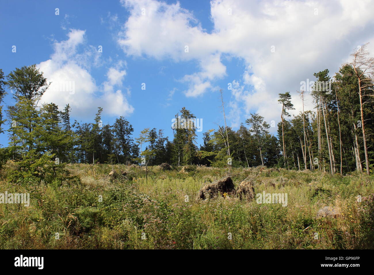 Wild vegetation on a forest clearing Stock Photo - Alamy