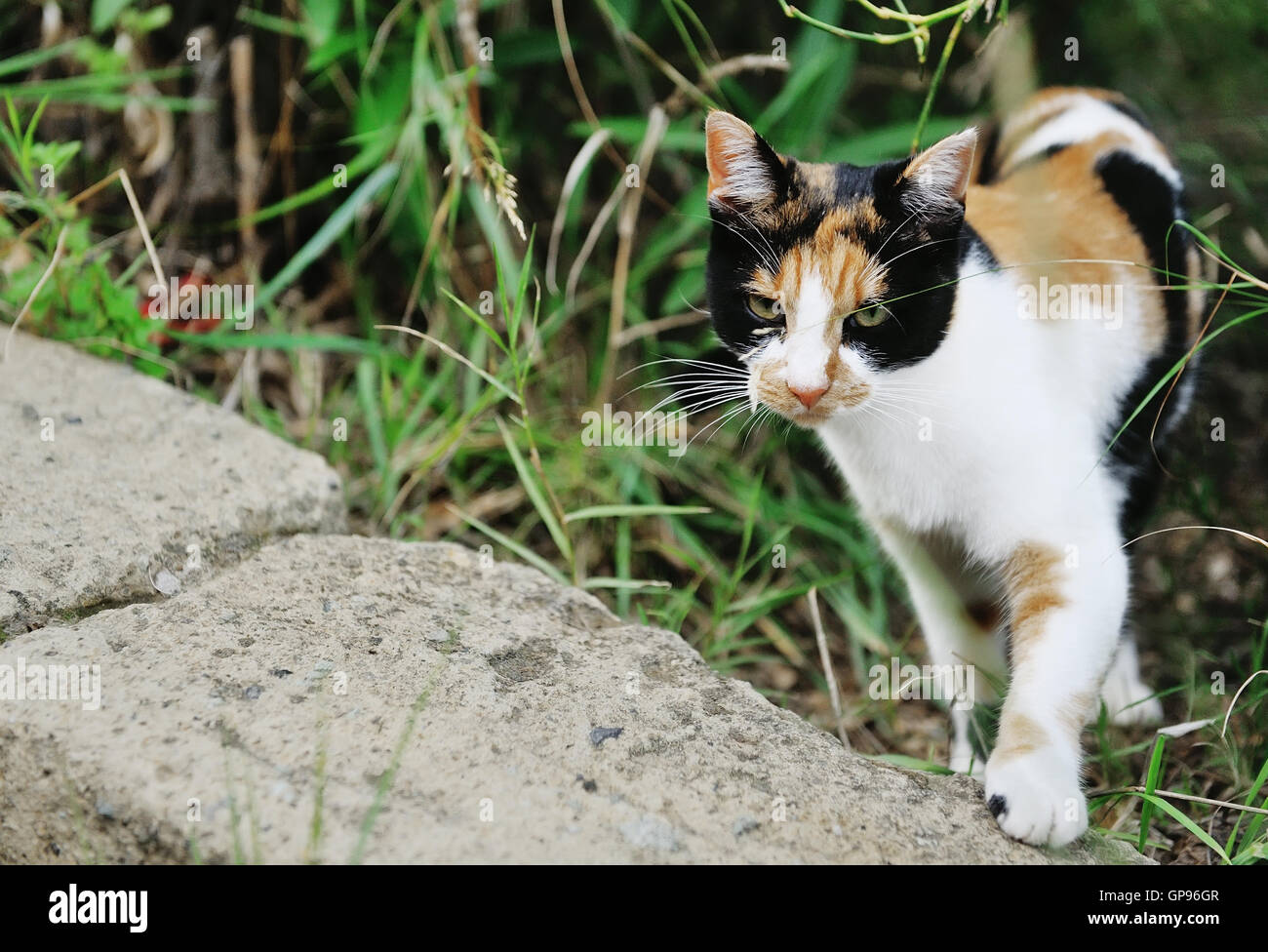 Beautiful multi-colored cat in the grass Stock Photo - Alamy