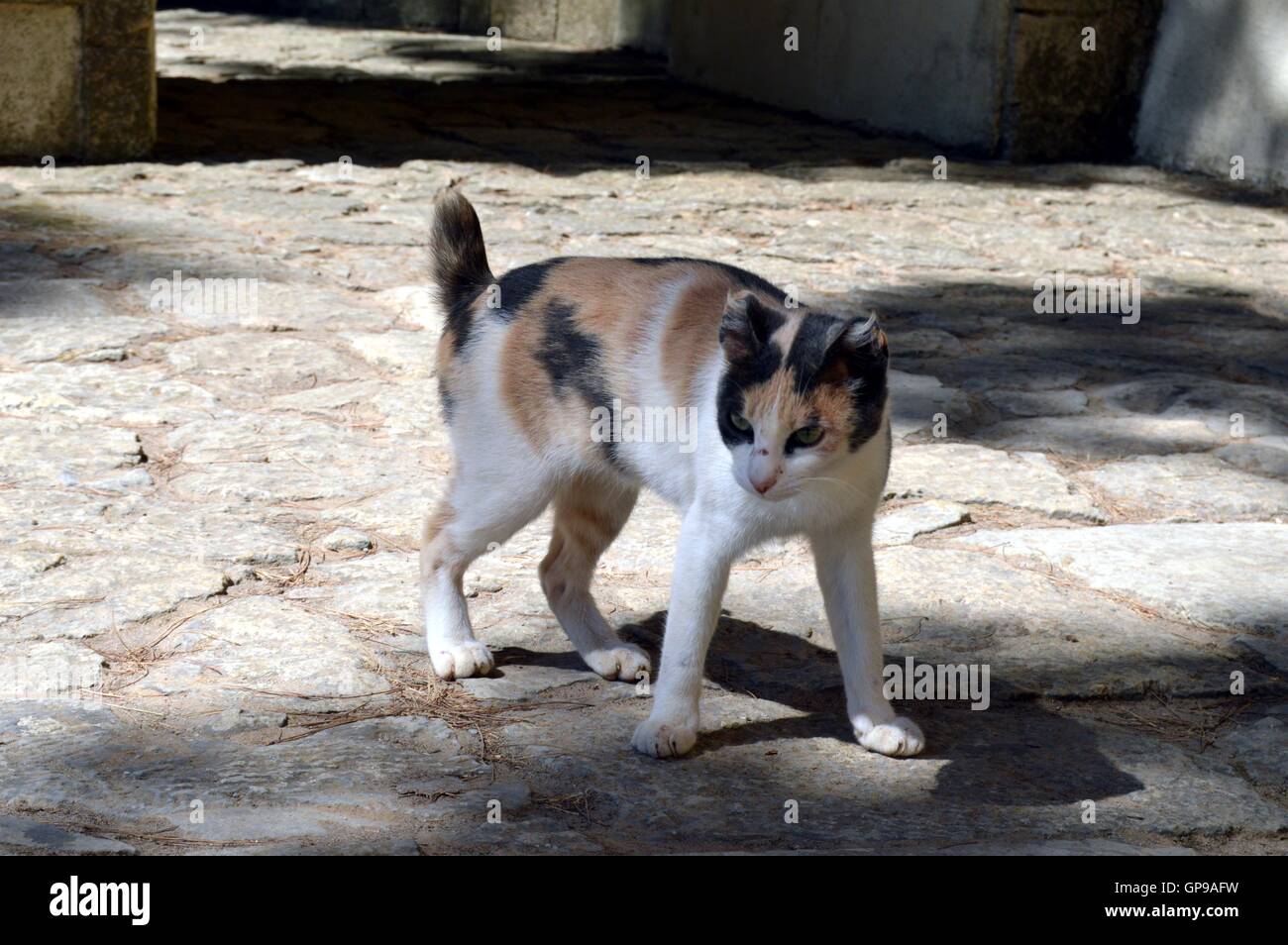 Cat under the tree hi-res stock photography and images - Alamy