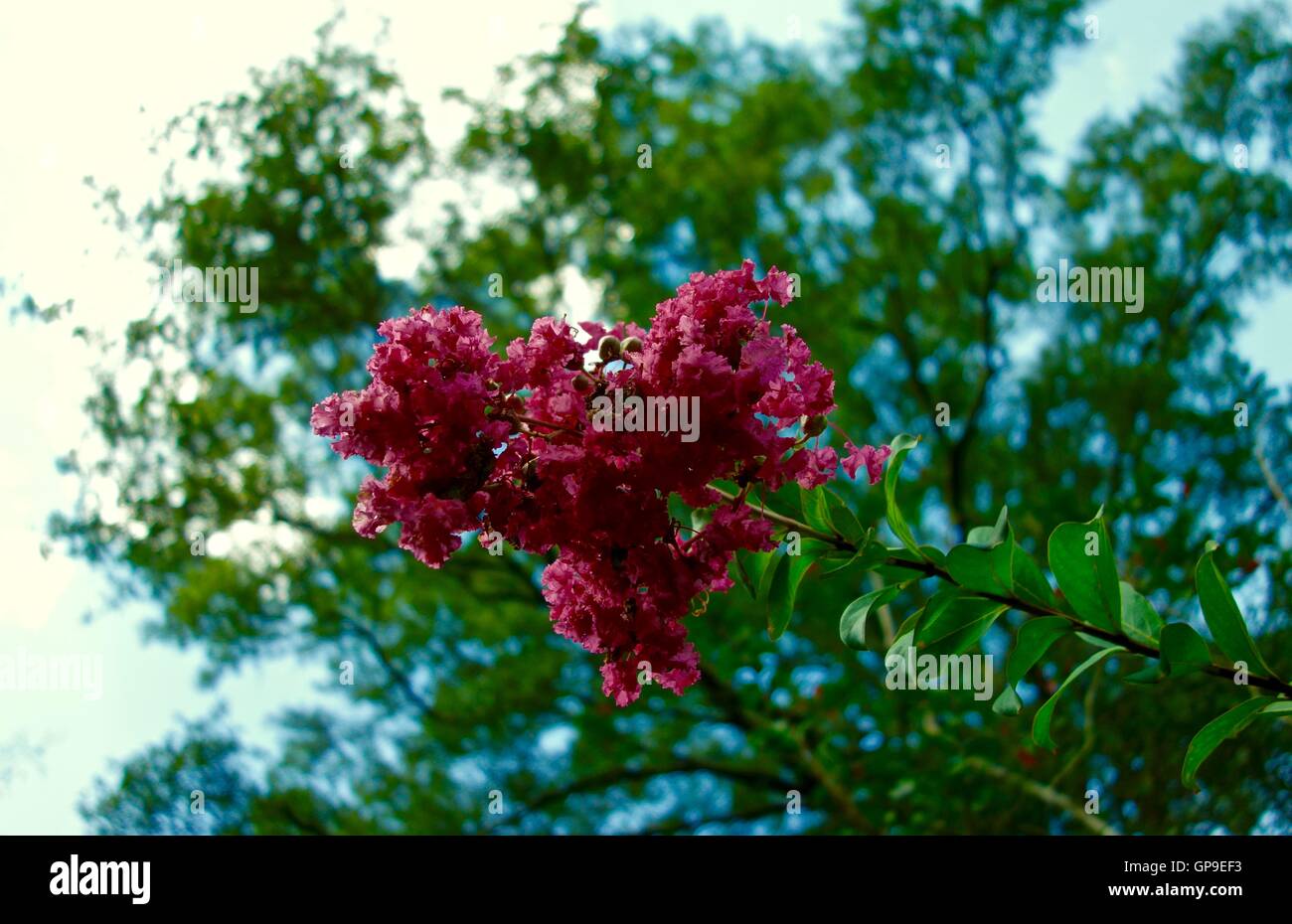 Myrtle tree hi-res stock photography and images - Alamy