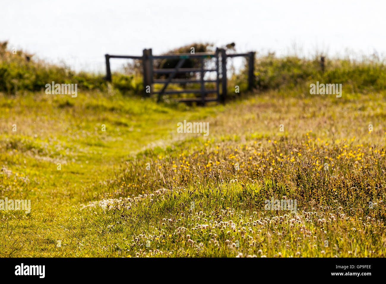 Grass path across field hi-res stock photography and images - Alamy
