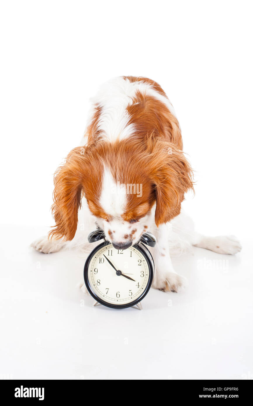 Dog with clock illustration Stock Photo - Alamy