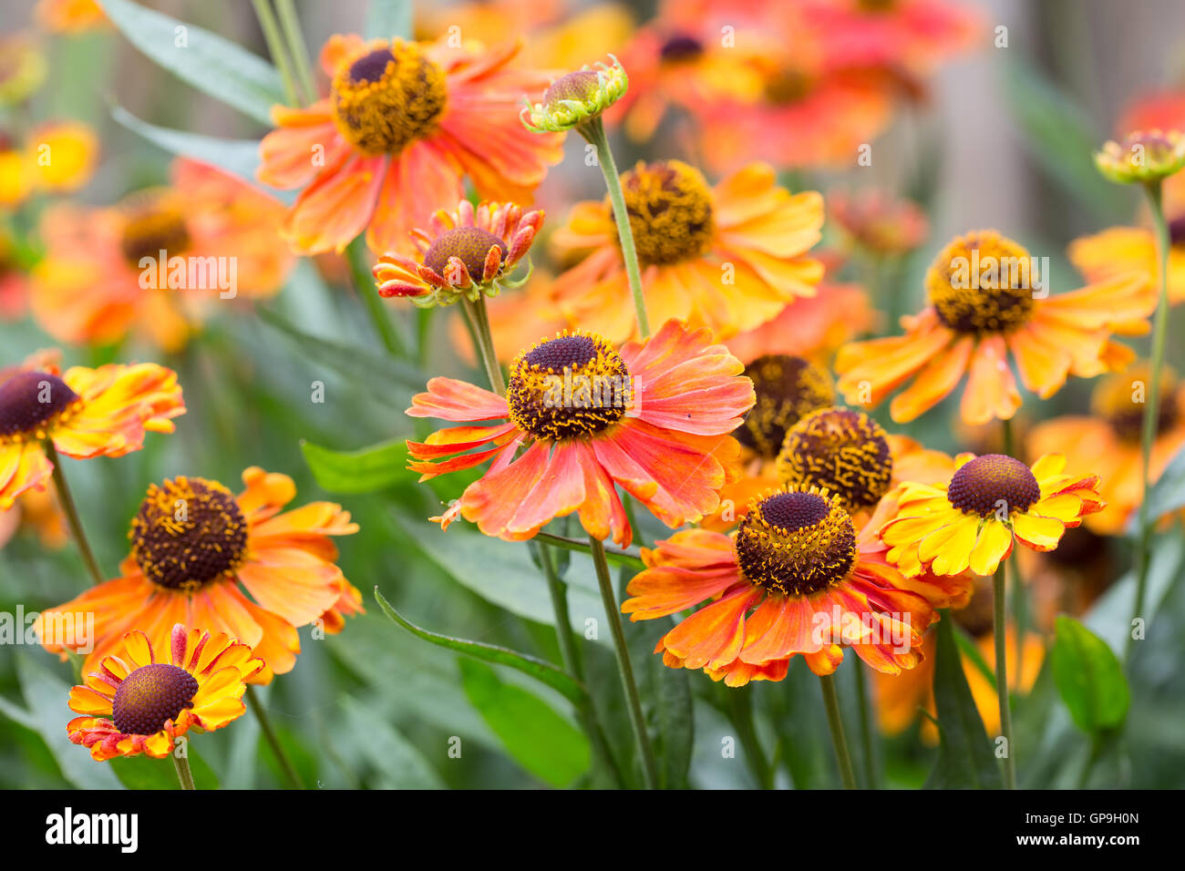 Helenium waltraut hi-res stock photography and images - Alamy