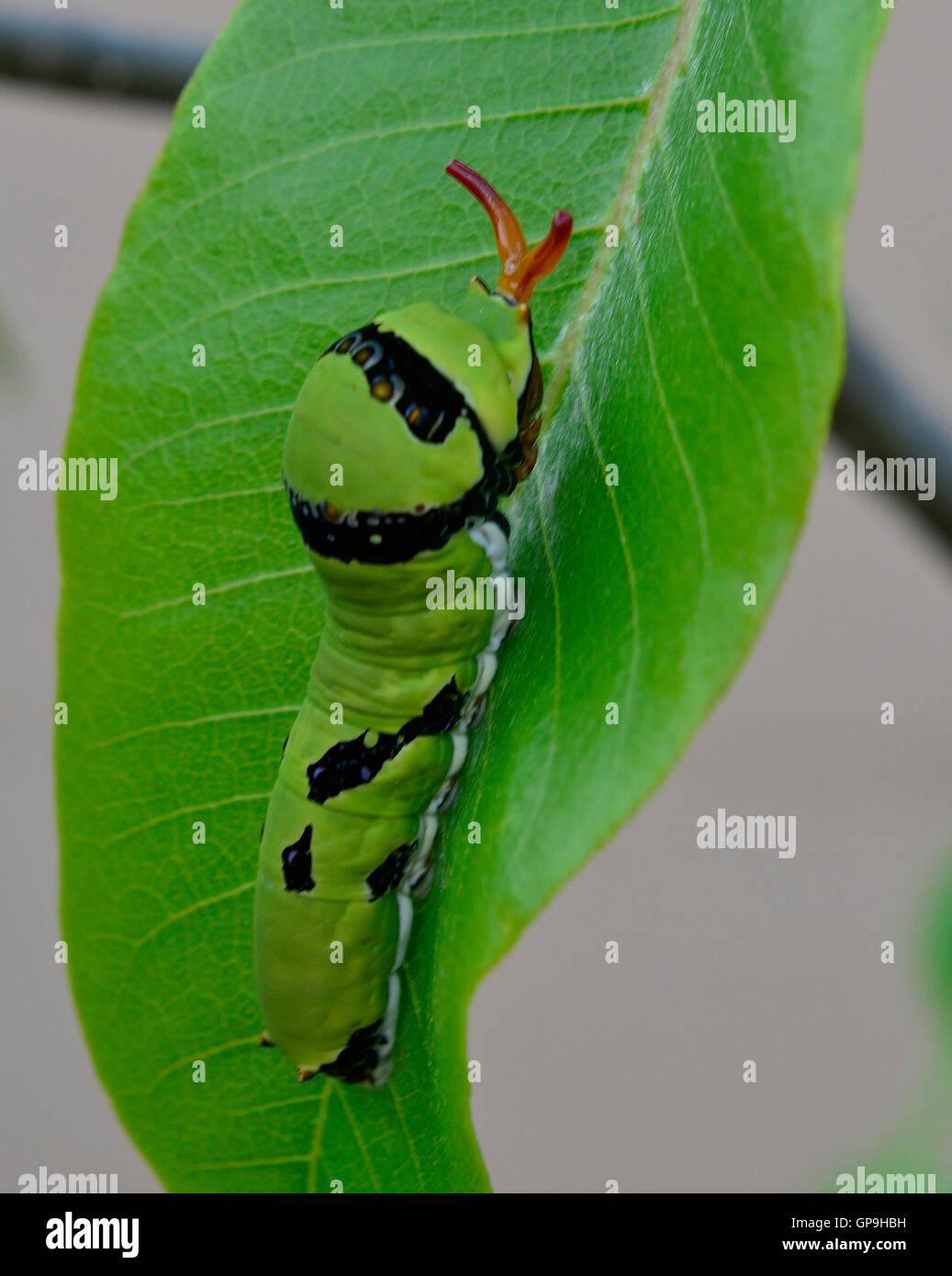 Citrus Swallowtail Butterfly Larvae with protruding osmetrium orange ...