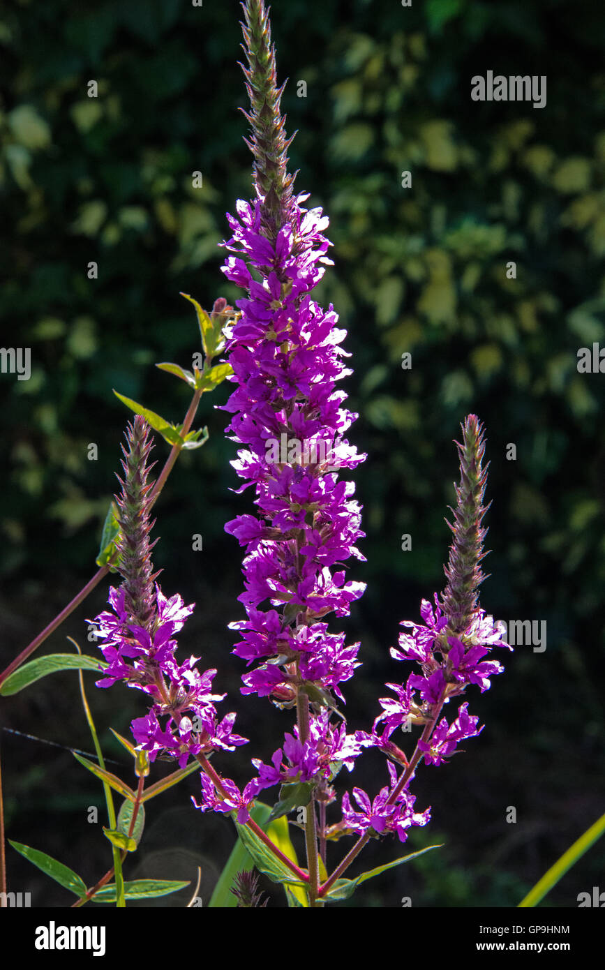 Lythrum salicaria . (purple loosestrife Stock Photo - Alamy