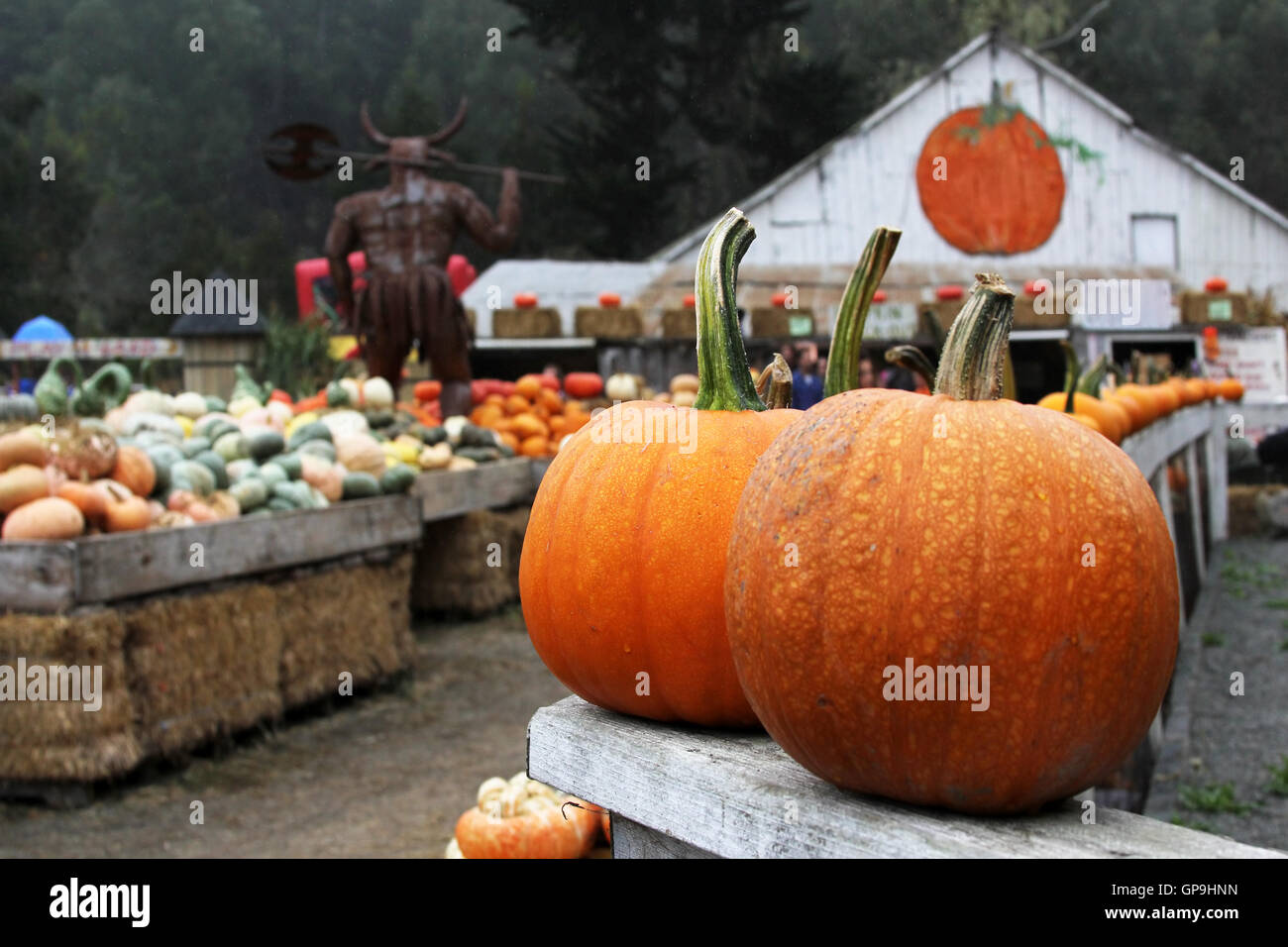 Many different pumpkins. Fair of a pumpkin in California Stock Photo ...