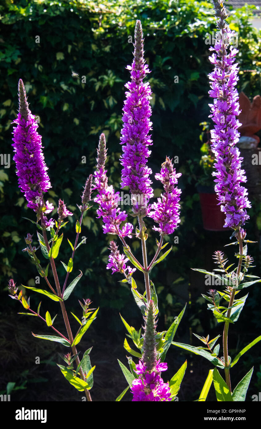 Lythrum salicaria . (purple loosestrife Stock Photo - Alamy