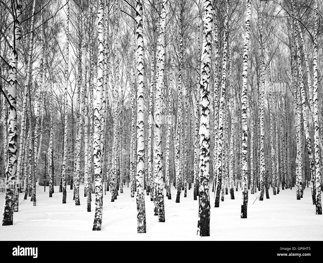Beautiful winter birch grove black and white Stock Photo - Alamy